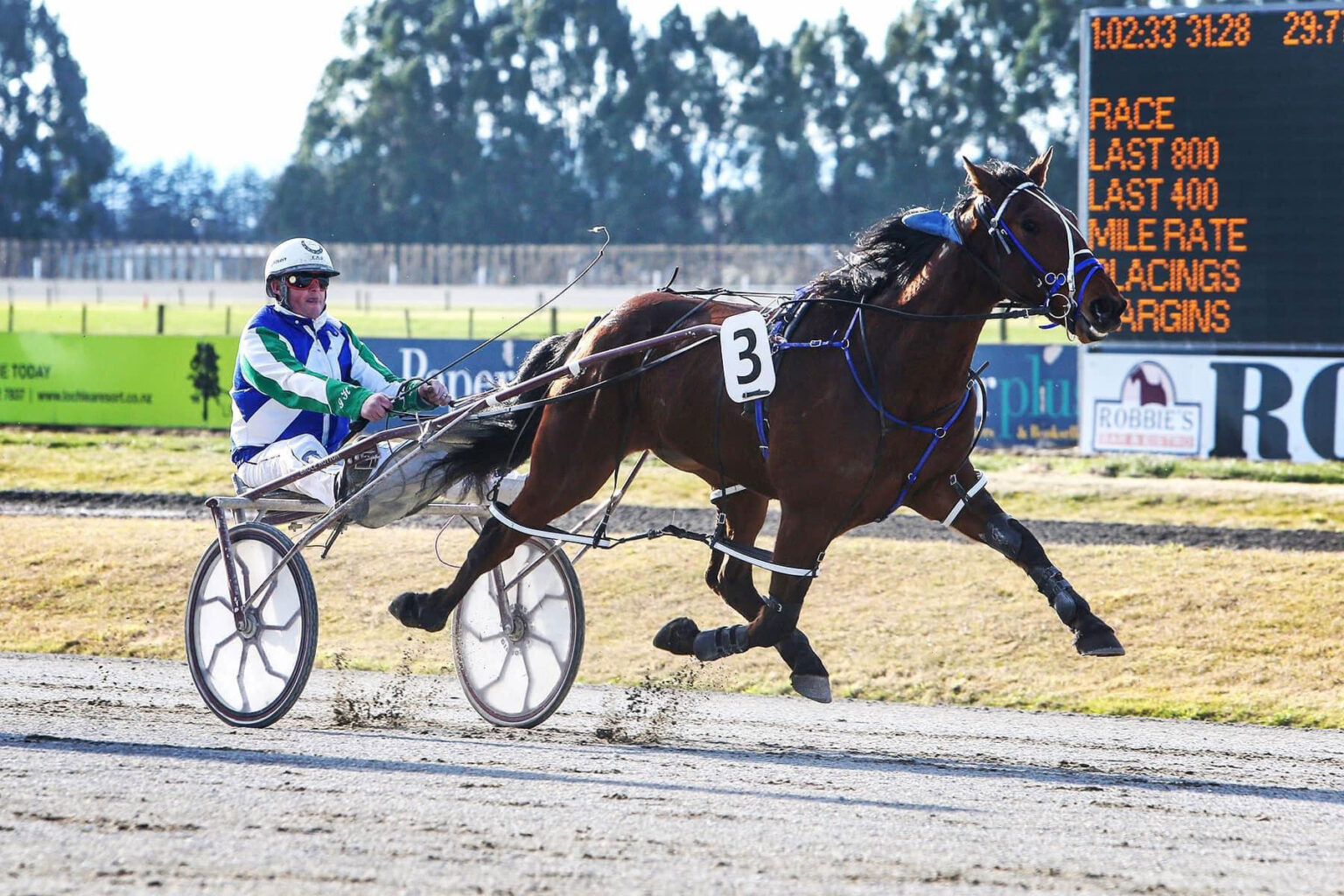 The Standardbred - Harness Hero NZ