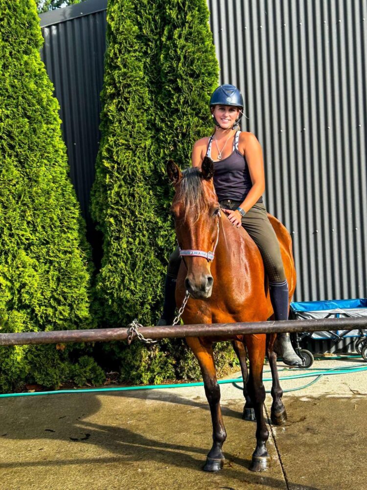 Horses in Training - Harness Hero NZ